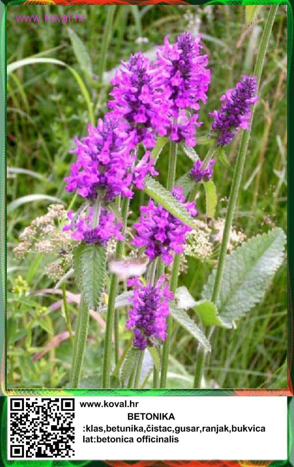 KOVAL-LJekovito bilje