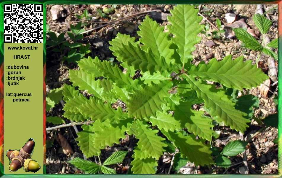 KOVAL-LJekovito bilje