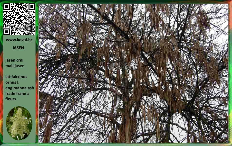 KOVAL-LJekovito bilje