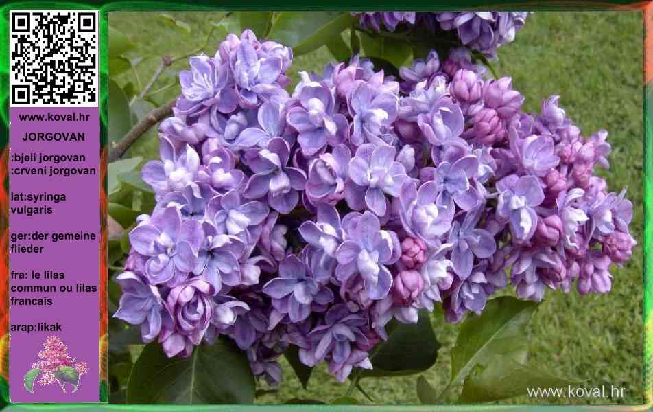 KOVAL-LJekovito bilje