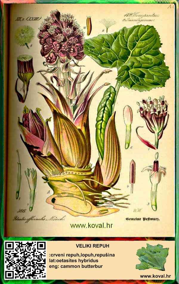 KOVAL-LJekovito bilje