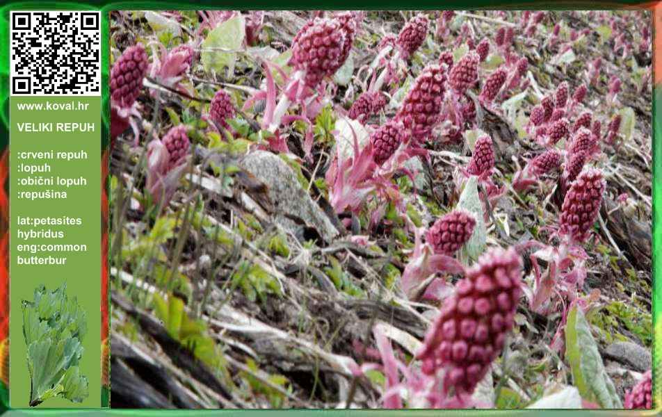 KOVAL-LJekovito bilje