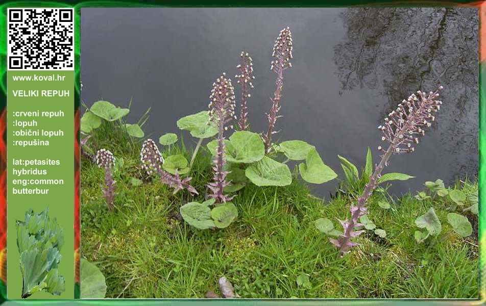 KOVAL-LJekovito bilje