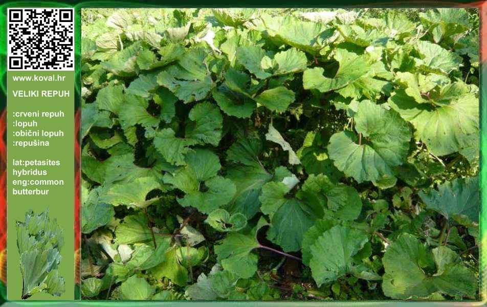 KOVAL-LJekovito bilje