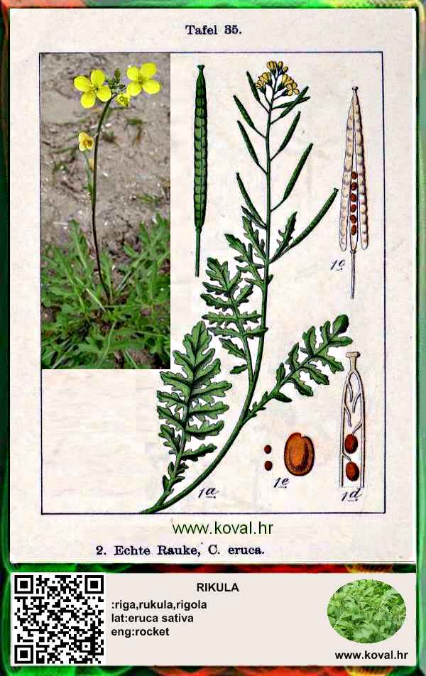 KOVAL-LJekovito bilje