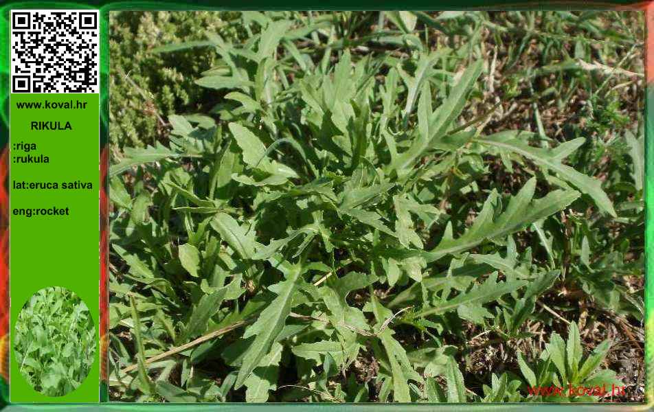 KOVAL-LJekovito bilje