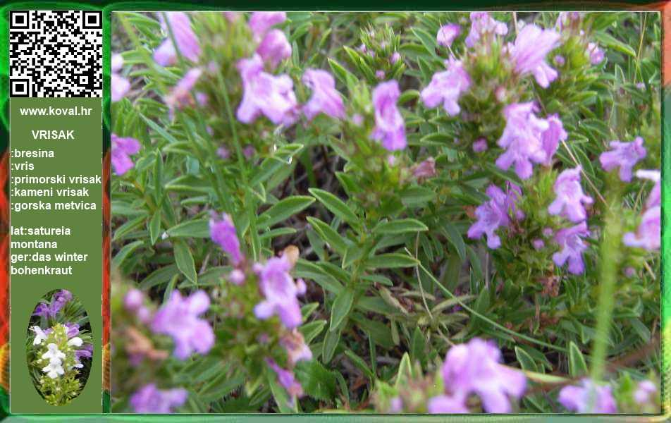 KOVAL-LJekovito bilje