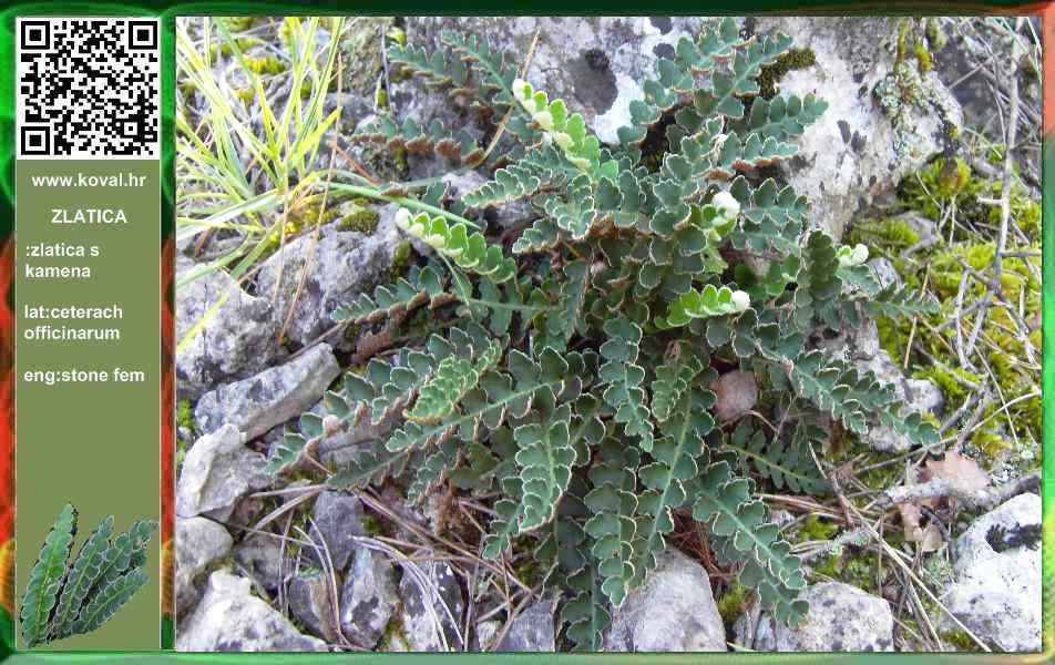 KOVAL-LJekovito bilje