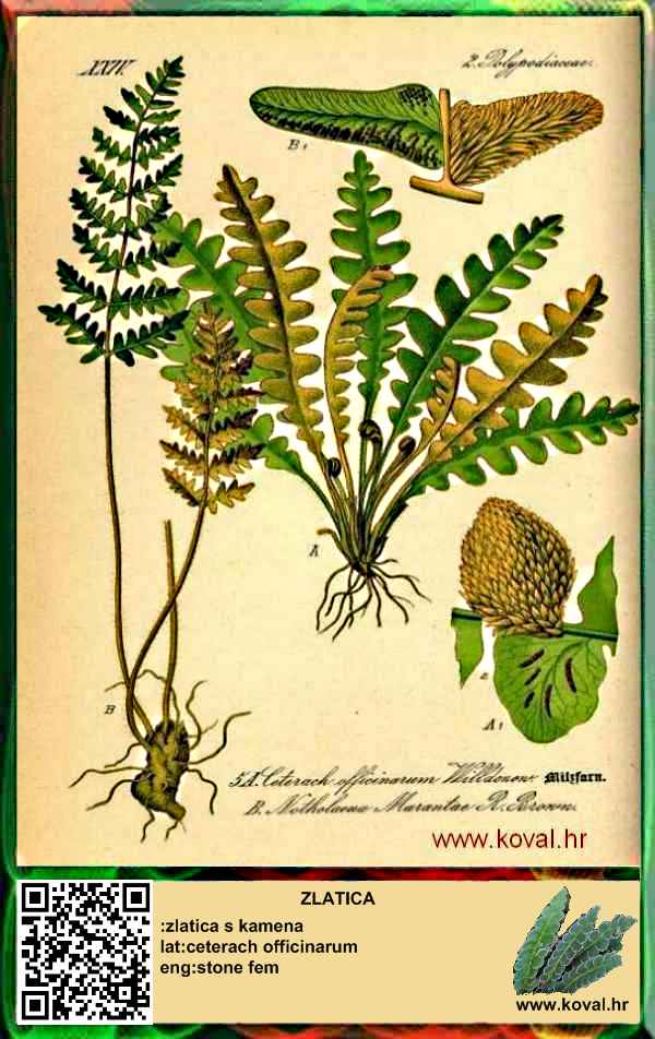 KOVAL-LJekovito bilje