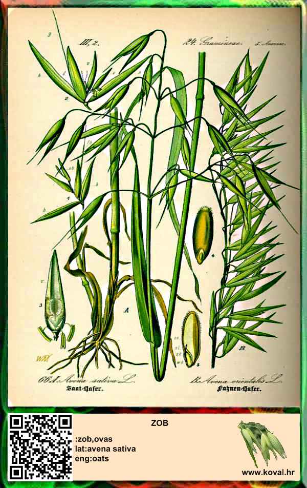 KOVAL-LJekovito bilje